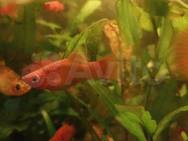 Пецилии обмен