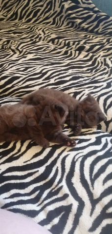 Британская