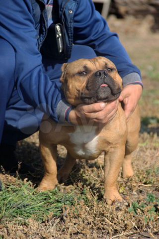 Американский булли