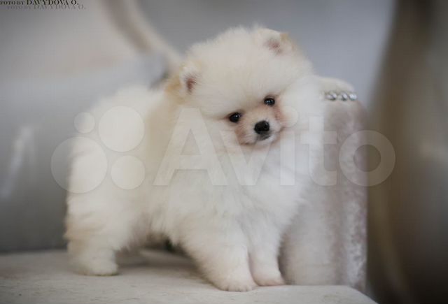 Шпиц Шедевр