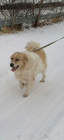 Молодой пёс в добрые ручки