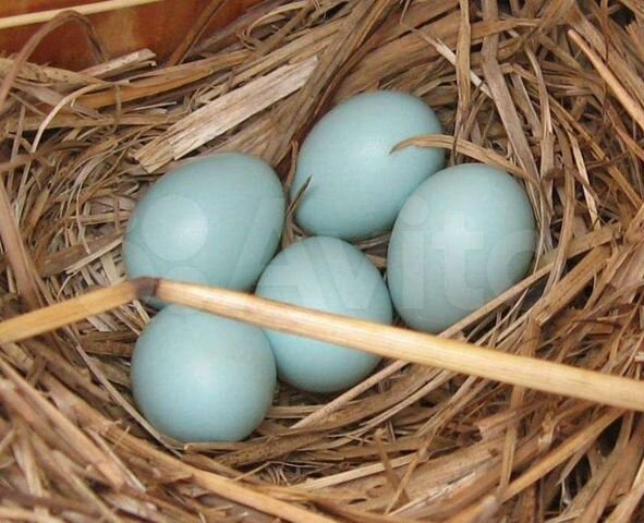 Инкубационное яйцо чёрных кур Ухей-илюй