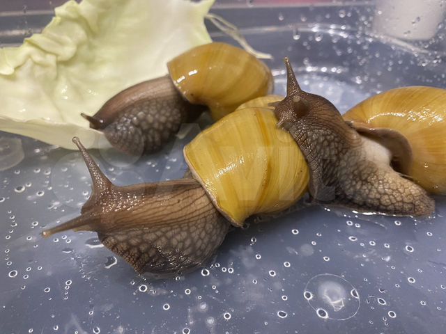 Улитки ахатины