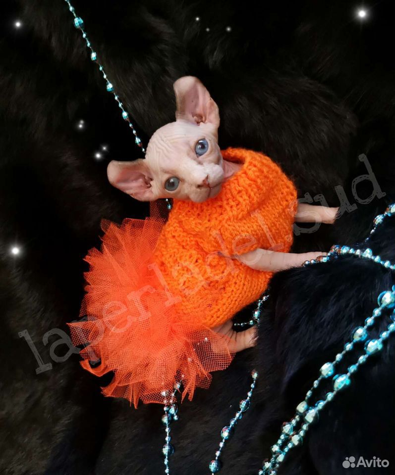 Девочки красавицы. Эльф, канадский сфинкс