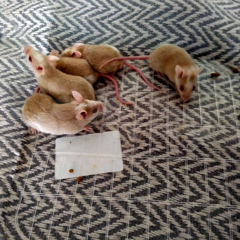 Мастомисы - крысомышки