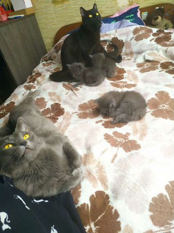Котята