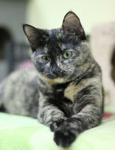 Кошка в добрые руки