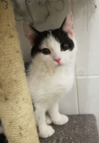 Черно-белый котёнок Дориан ищет маму