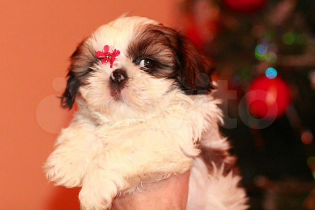 Малышка крепышка