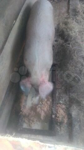 Кабан производитель ландрас