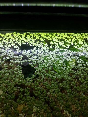 Ряска. Бесплатно