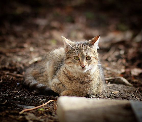 Нежная котодевочка в добрые ручки