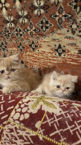 Продаю котят-экзотов
