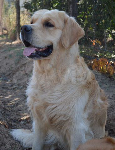 Золотистый (голден) ретривер на вязку