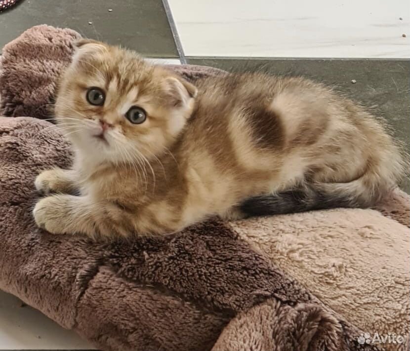 Британский котёнок