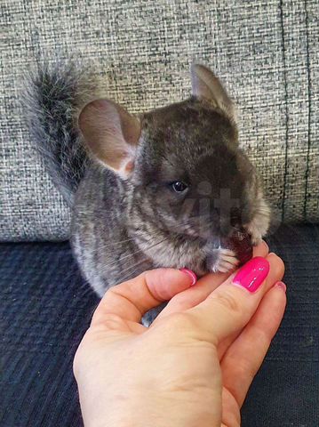 Шиншилленок черный бархат 2 мес