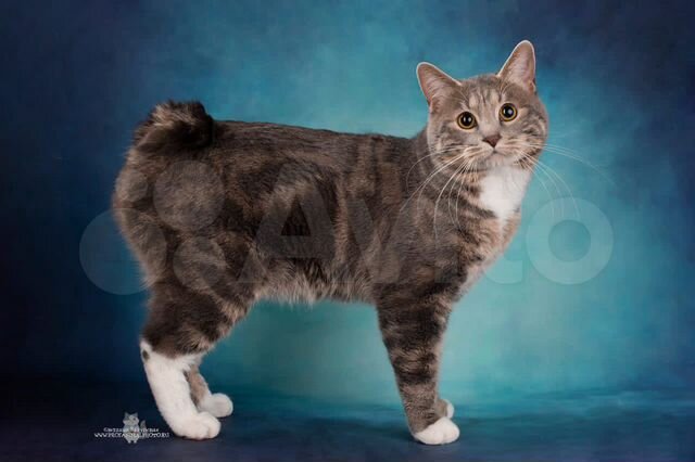 Курильский бобтейл вязка